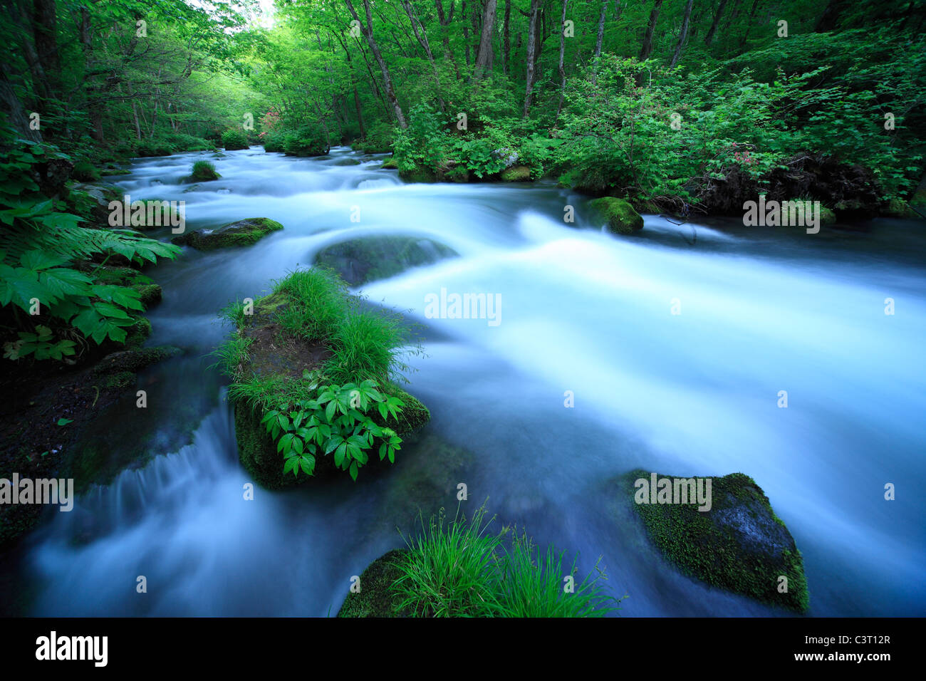 water spring in forest Stock Photo - Alamy