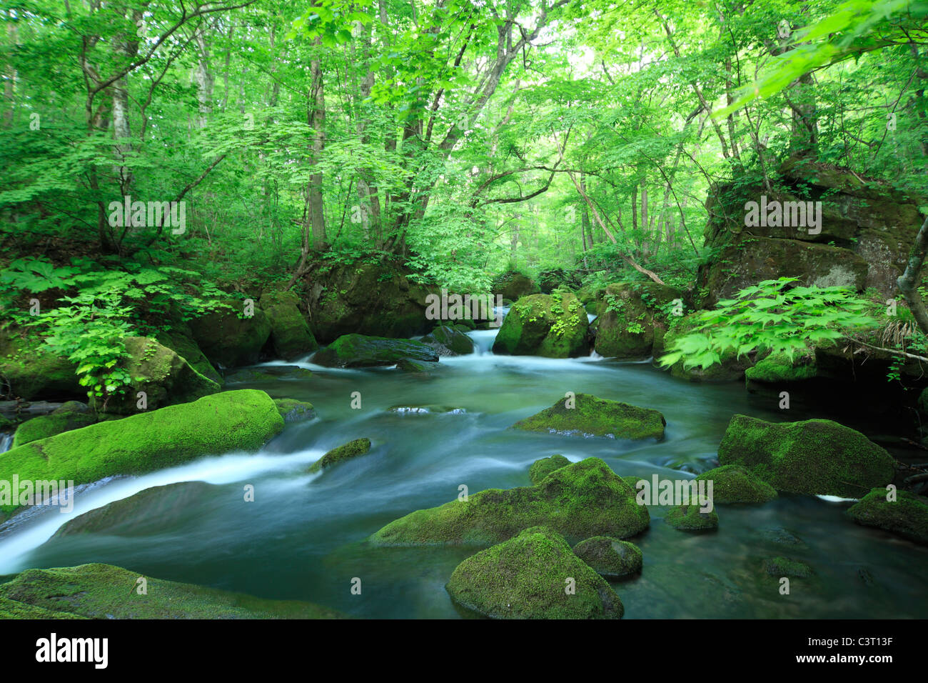 water spring in forest Stock Photo - Alamy