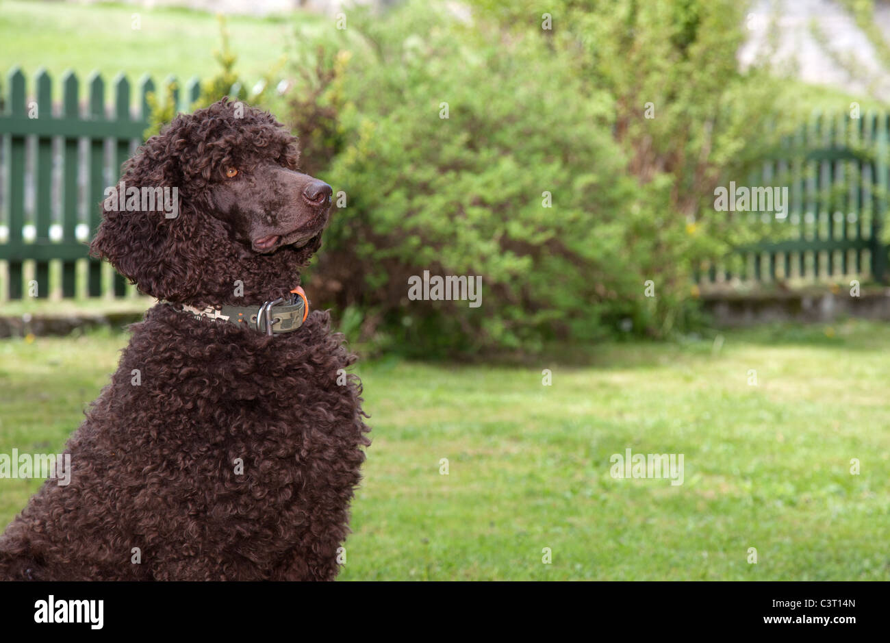 Poodle in garden Stock Photo - Alamy