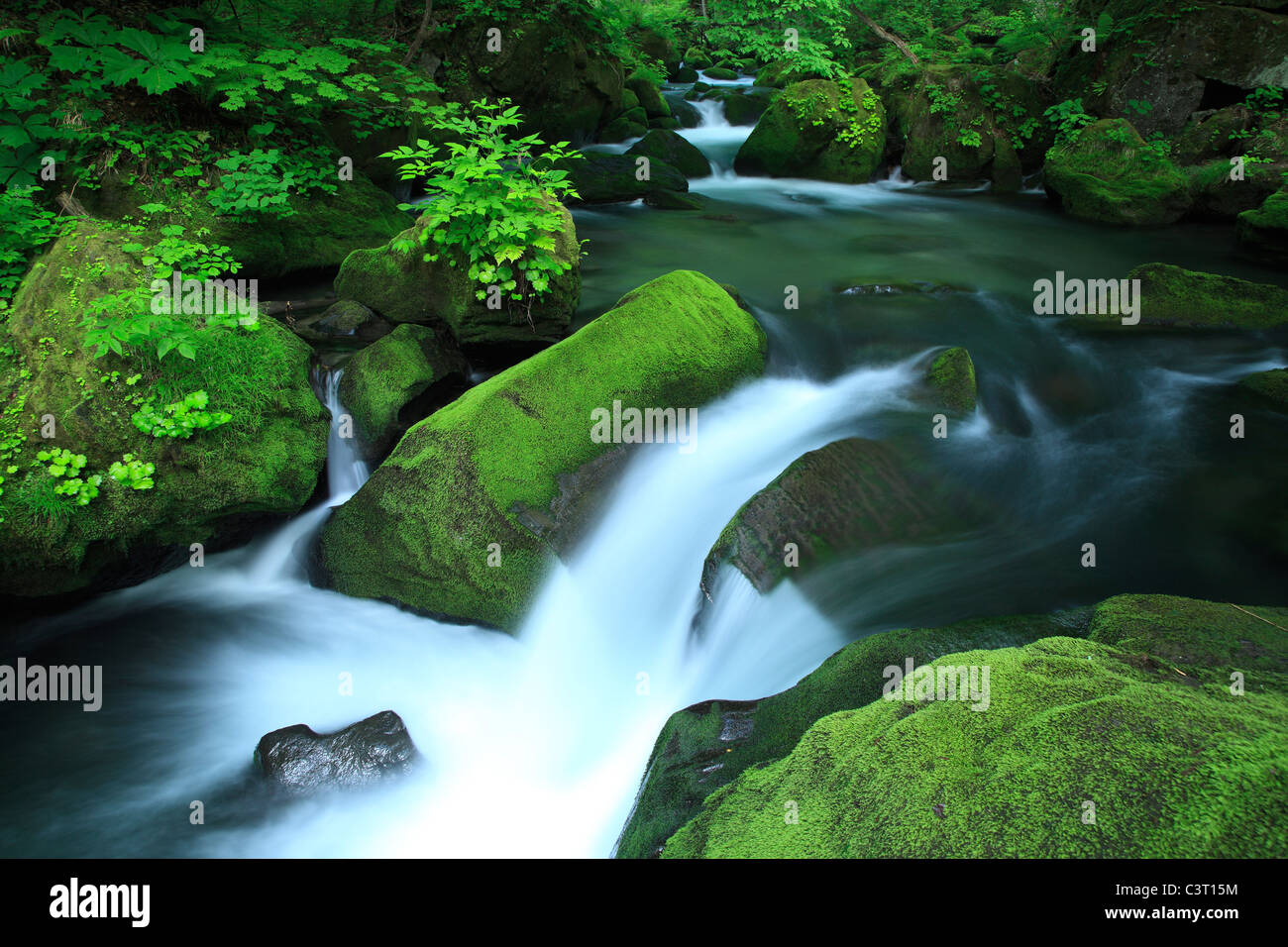 water spring in forest Stock Photo - Alamy