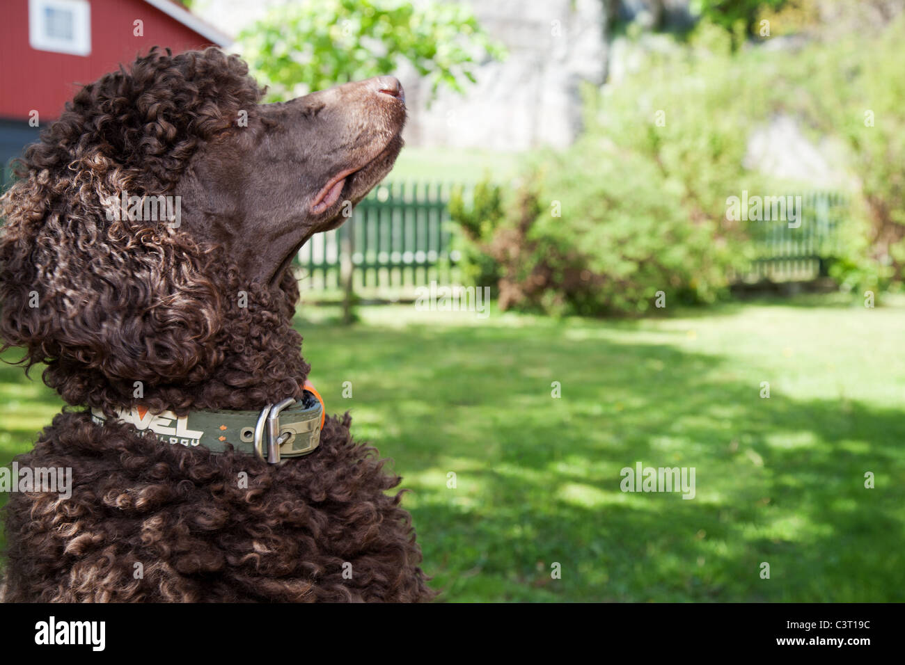 Snobby poodle relaxing in garden Stock Photo - Alamy