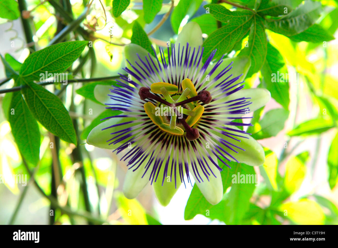 Passion Flower Vine (Passiflora) - Passifloraceae Stock Photo - Alamy