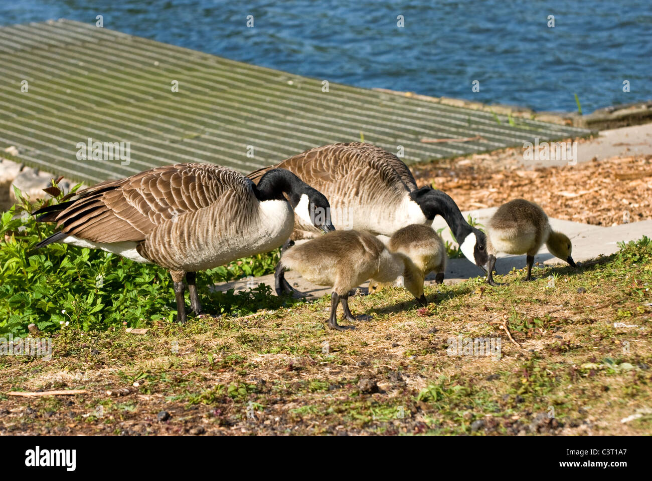 Family of geese feeding Stock Photo - Alamy