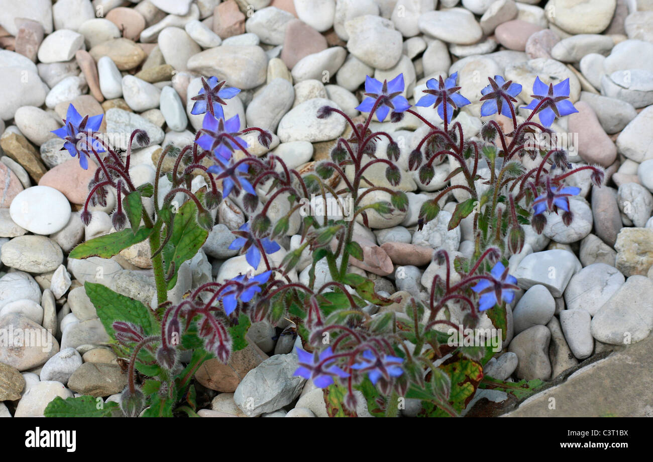 VIBRANT BLUE BORAGE PLANT AGAINST A PEBBLE BACKGROUND IS ALSO KNOWN AS ...