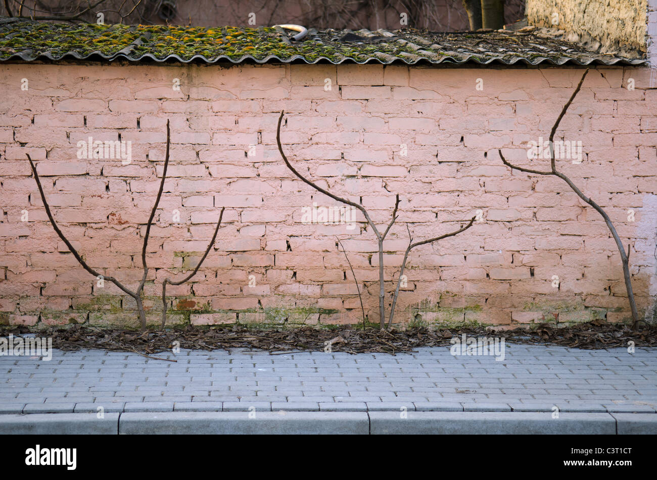 Branch shape hi-res stock photography and images - Alamy