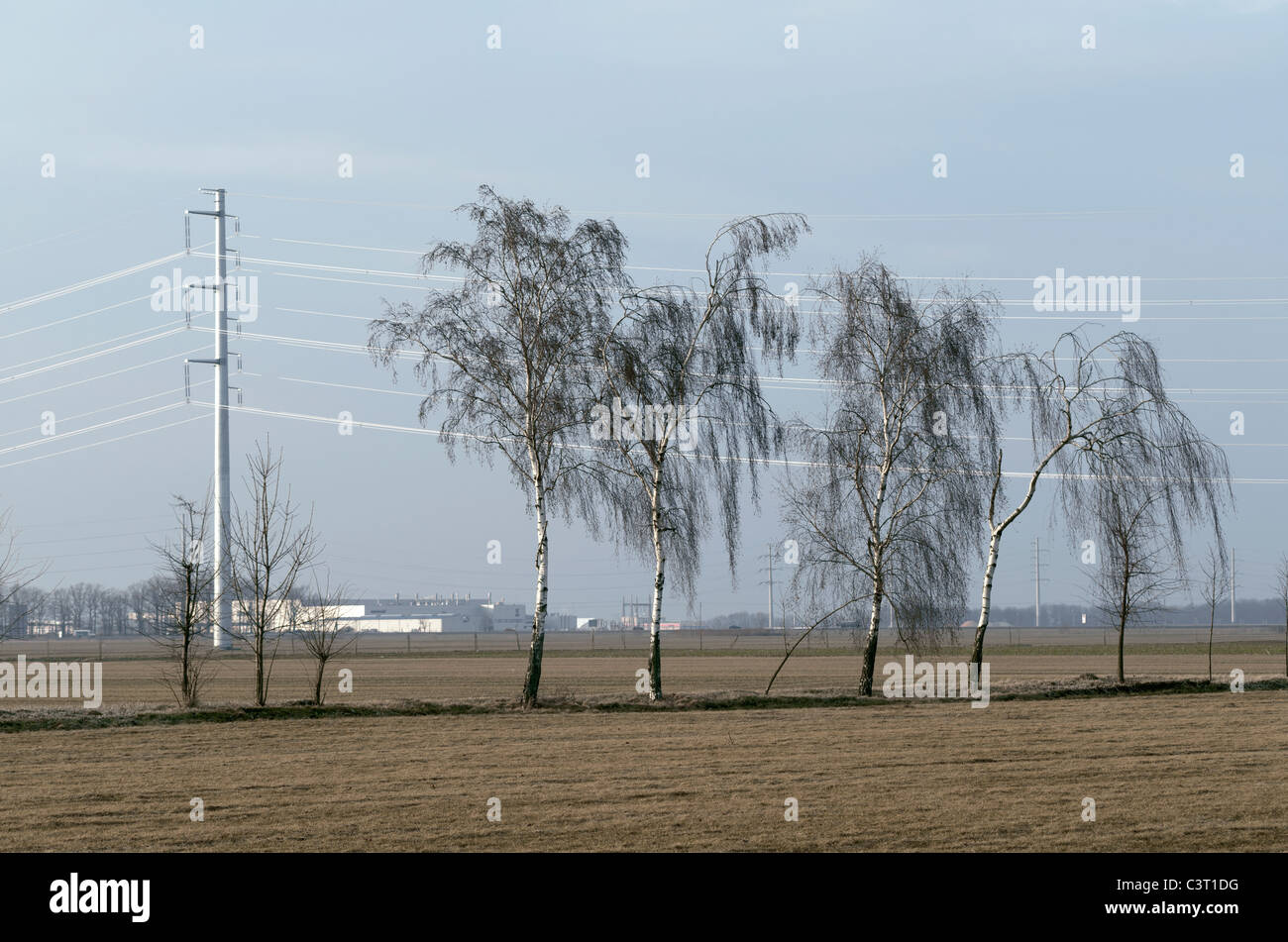 Birches and the pylon Stock Photo - Alamy