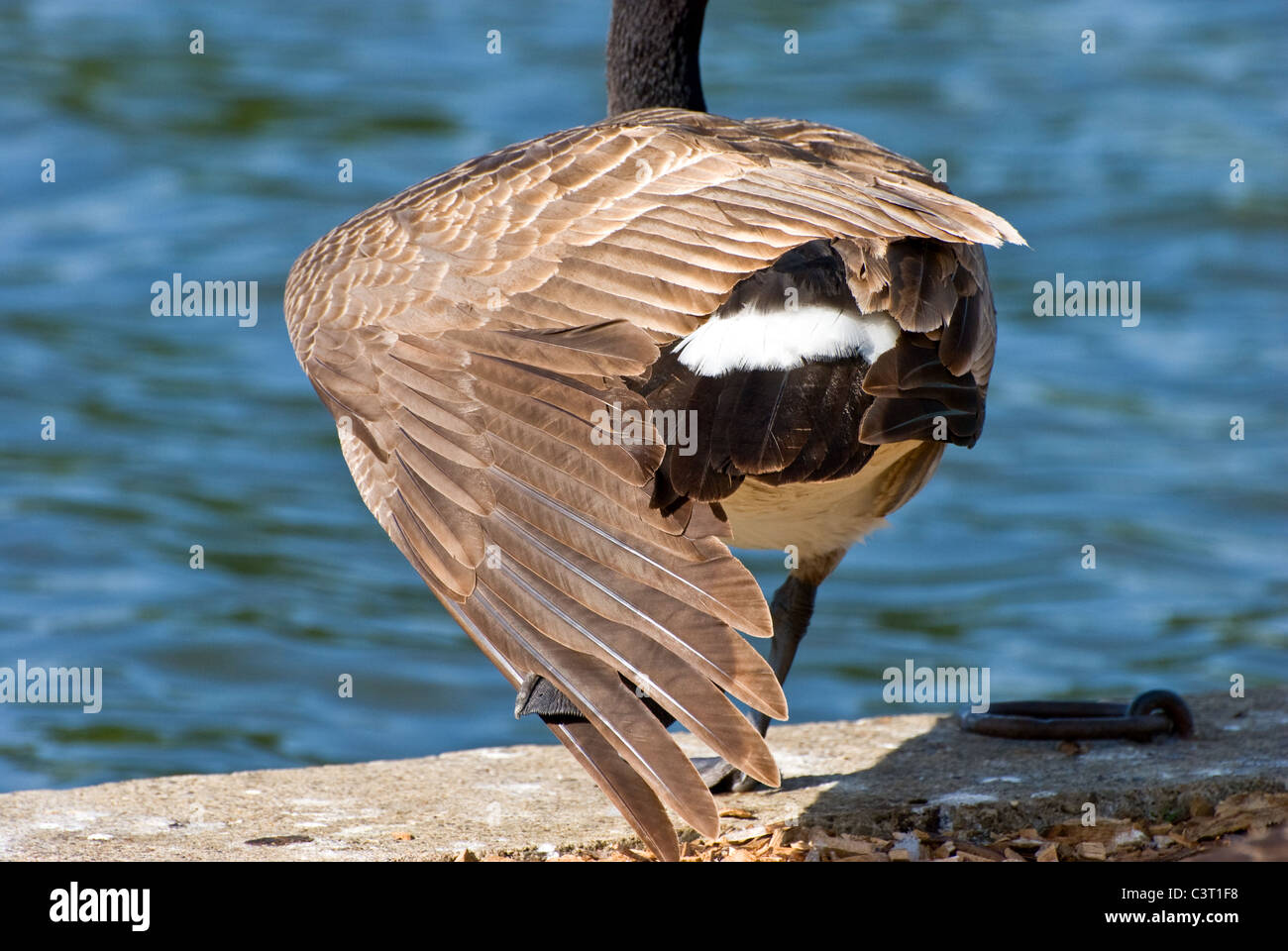 Canada goose stretching left wing Stock Photo - Alamy