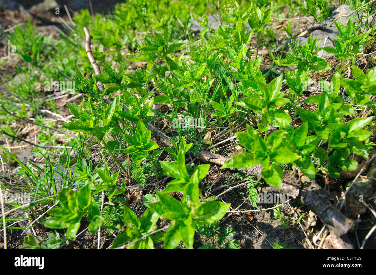 Little plants in the forest Stock Photo - Alamy