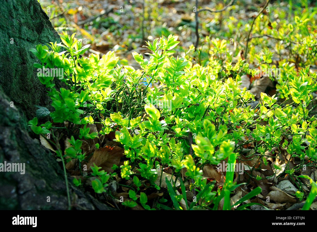 Little plants in the forest illuminated Stock Photo - Alamy