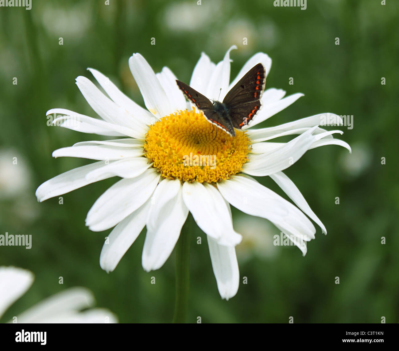 Small brown butterfly hi-res stock photography and images - Alamy