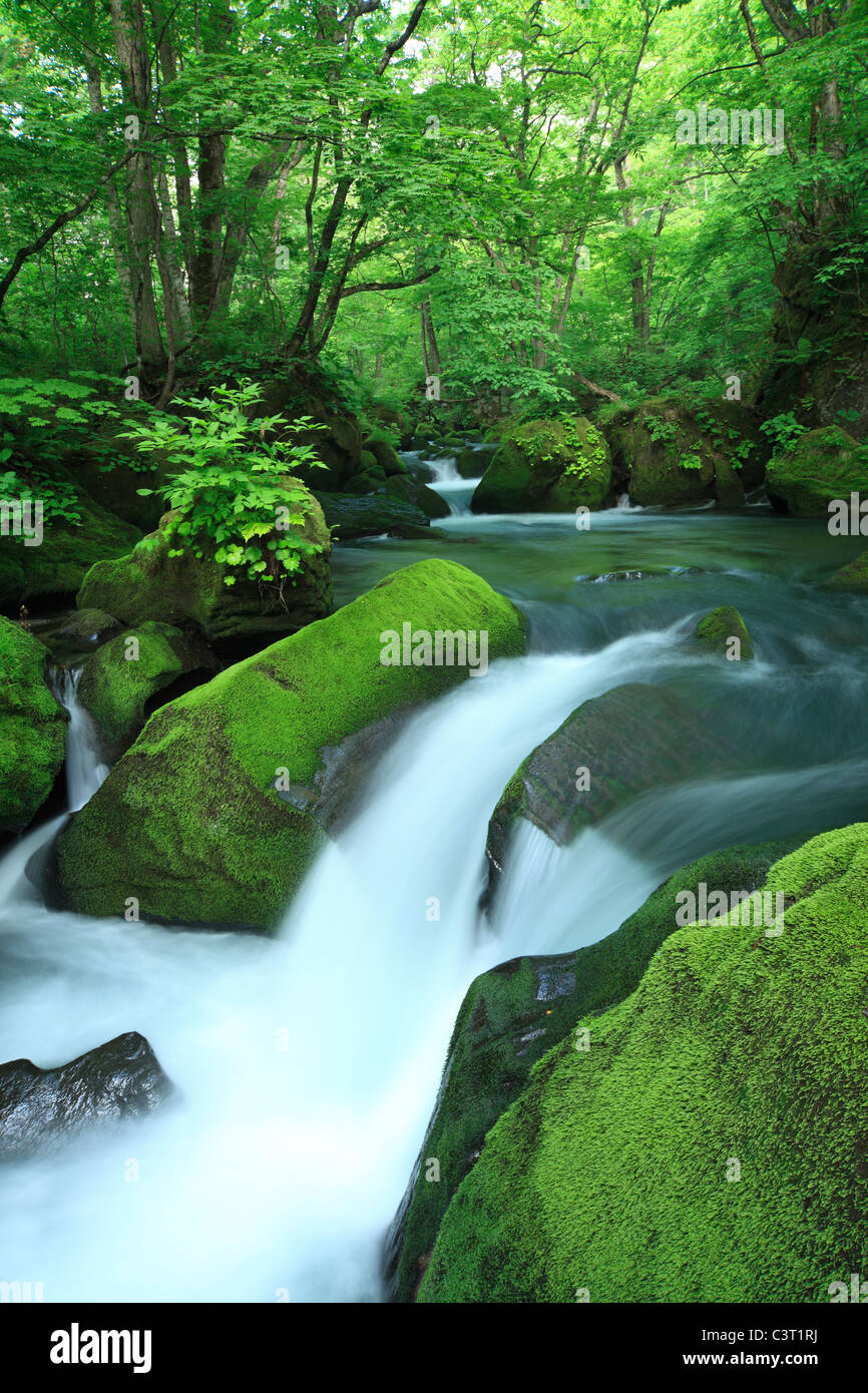 water spring in forest Stock Photo - Alamy