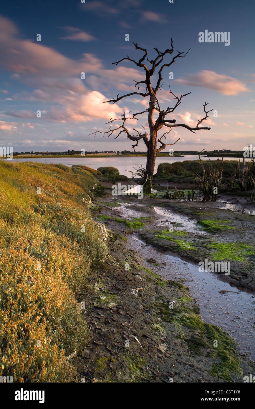 Trimley marshes hi-res stock photography and images - Alamy