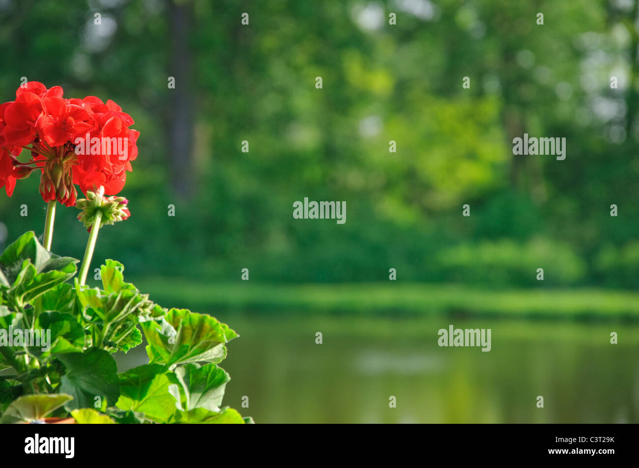 Geranium tree hi-res stock photography and images - Alamy