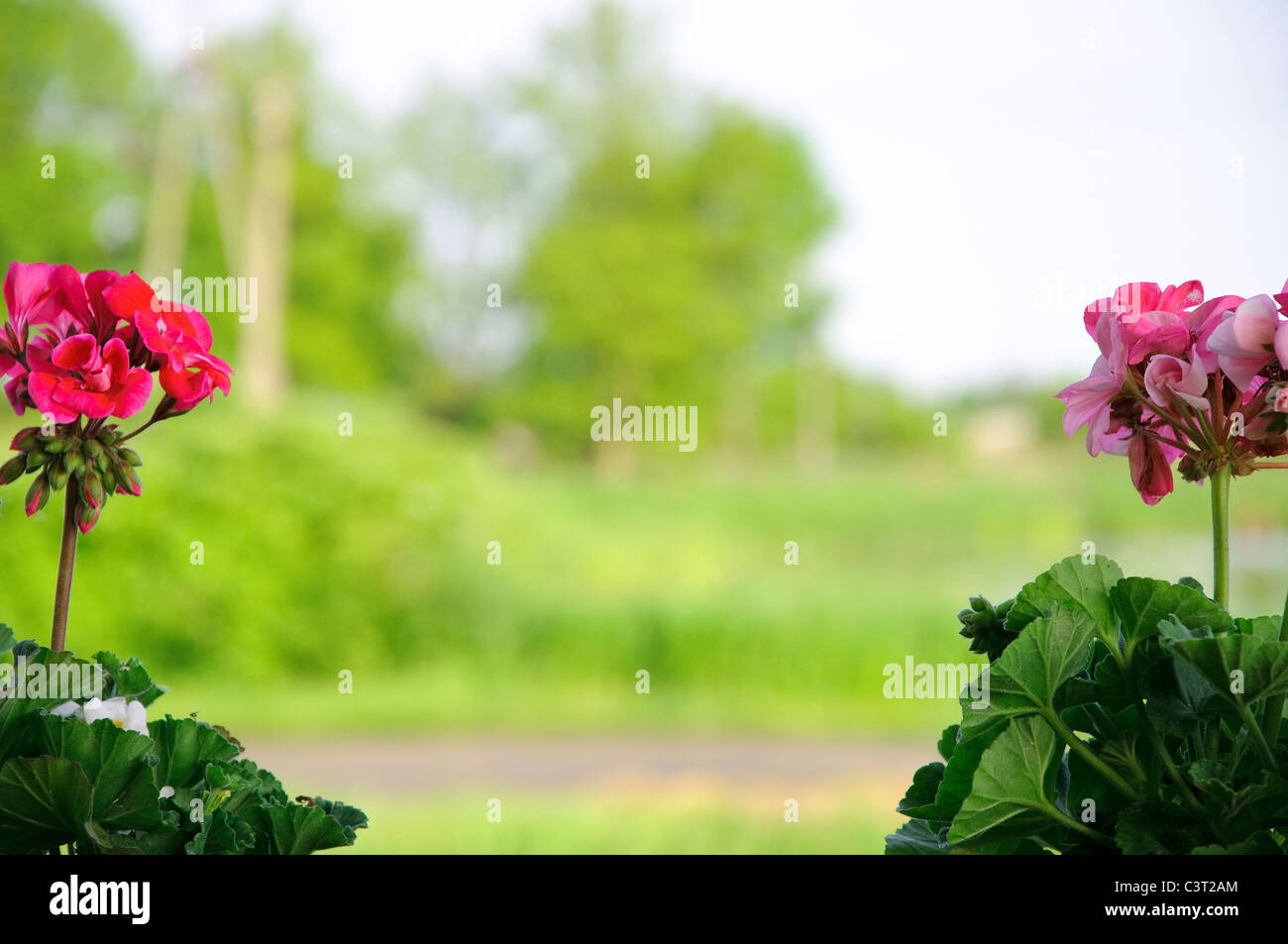 Geranium tree hi-res stock photography and images - Alamy