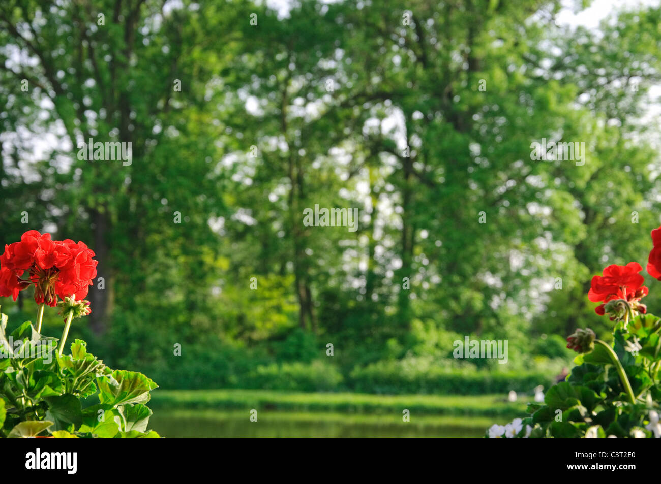 Geranium tree hi-res stock photography and images - Alamy