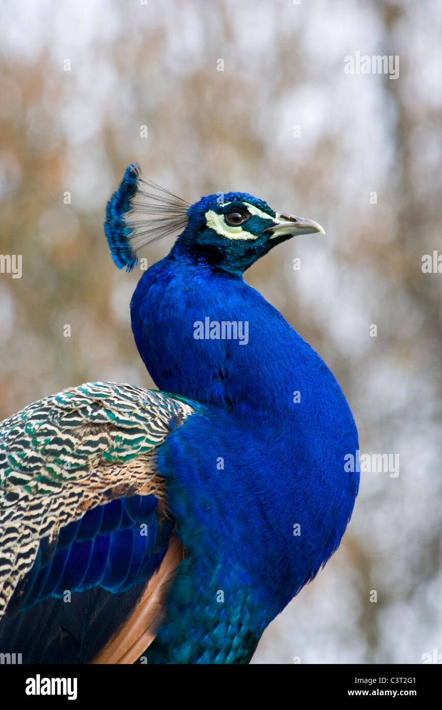Indian peacock (Pavo cristatus Stock Photo - Alamy