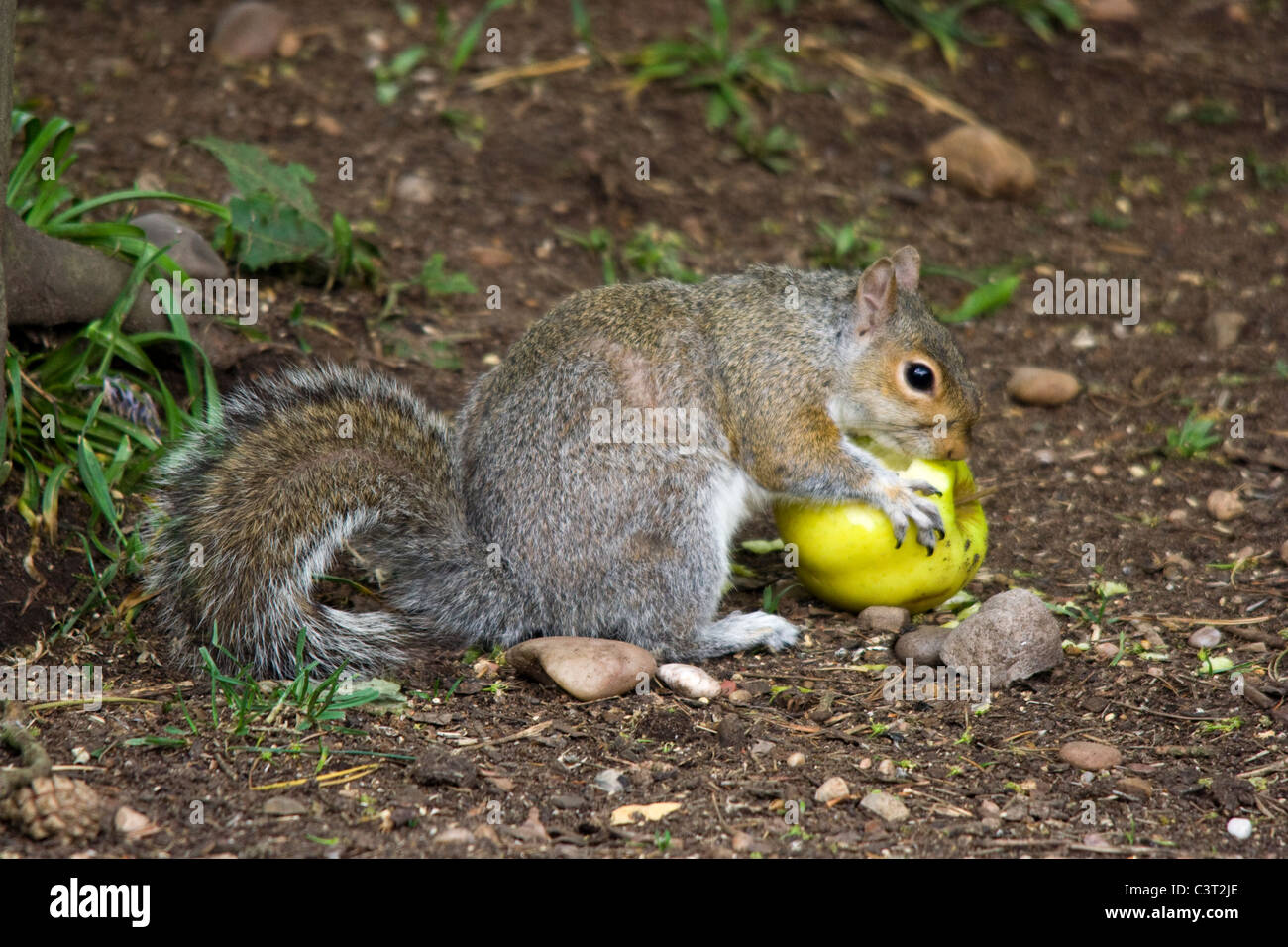 Grey squirrel eating apple hi-res stock photography and images - Alamy