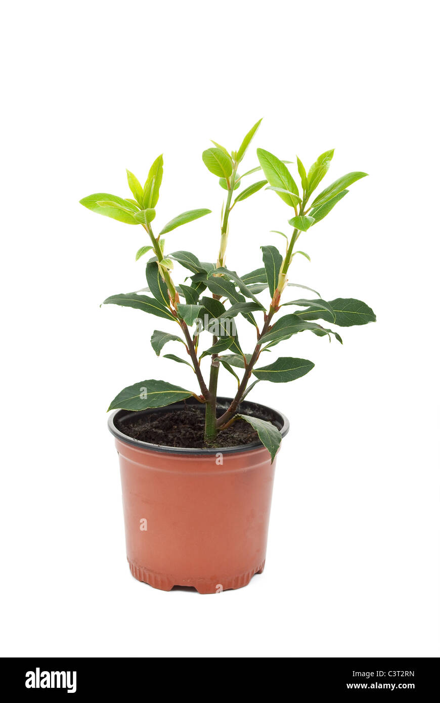 Bay tree pot hi-res stock photography and images - Alamy