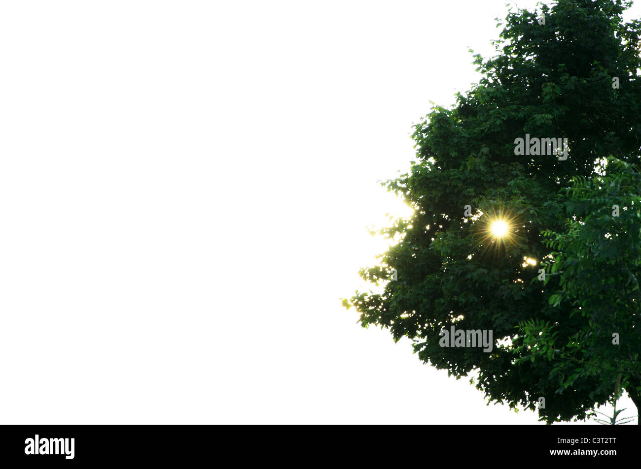 Tree and the sun Stock Photo - Alamy