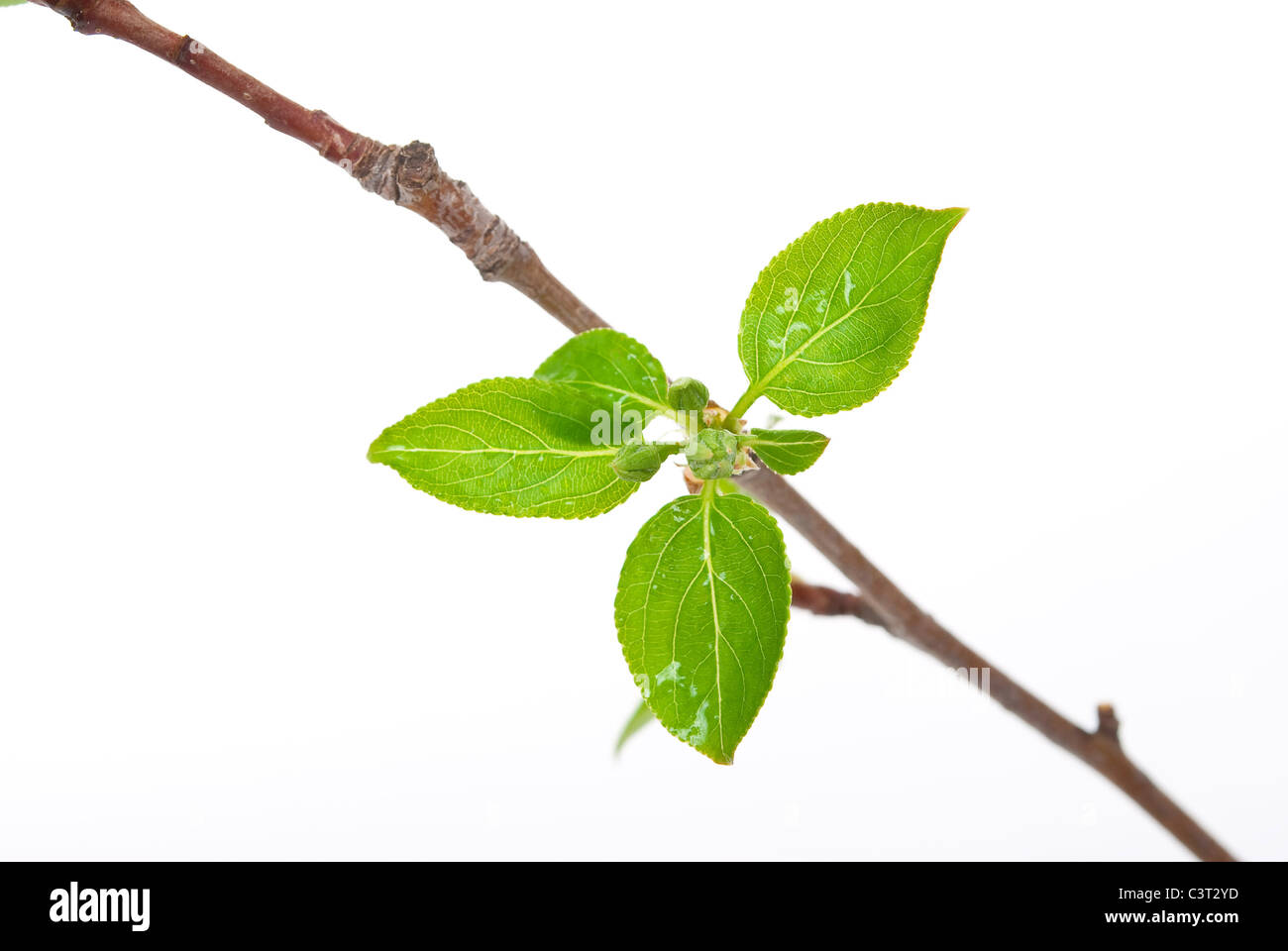 Green Leave Buds High Resolution Stock Photography and Images - Alamy