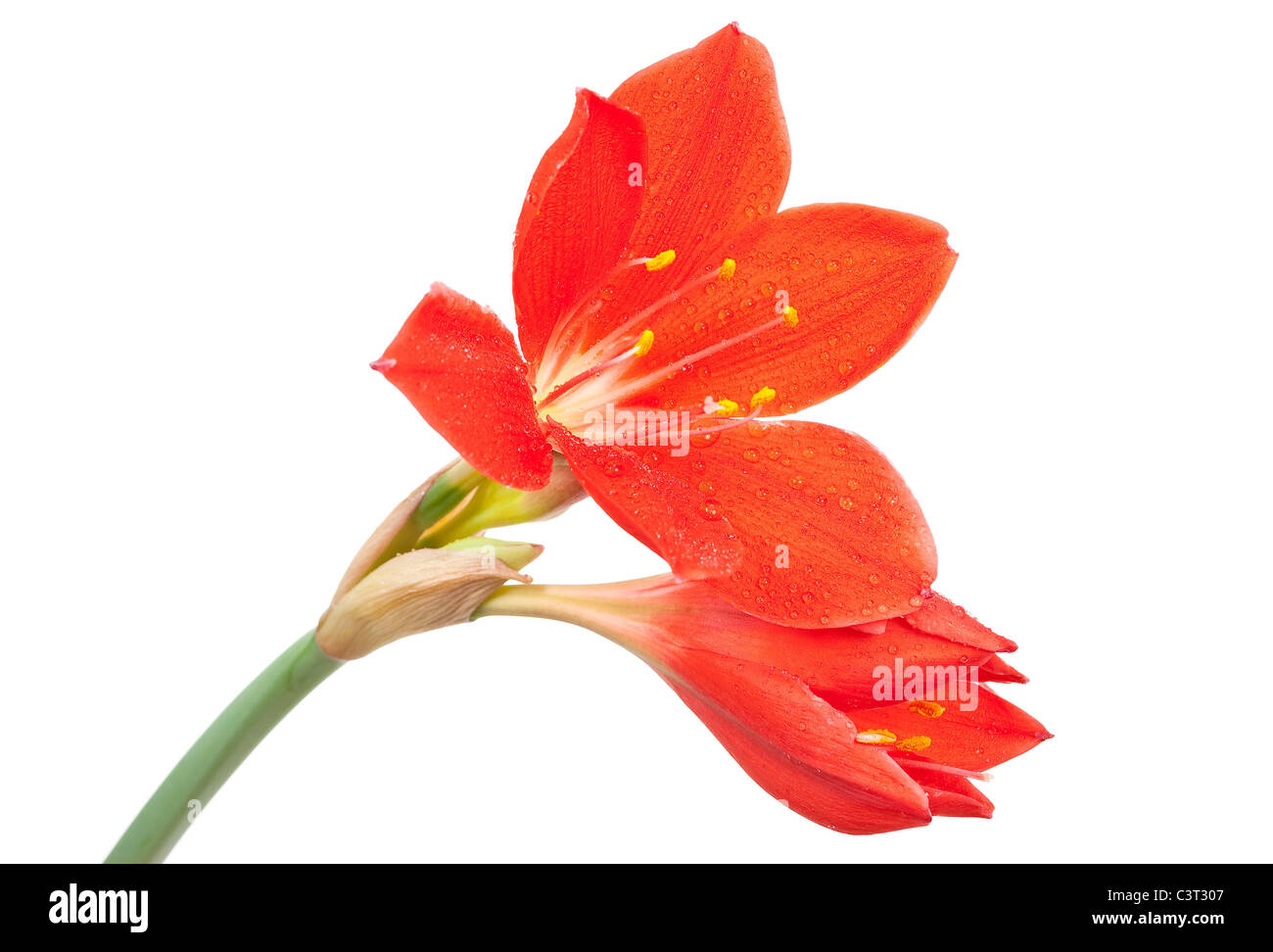 Closeup water drop in Cut Out Stock Images & Pictures - Alamy