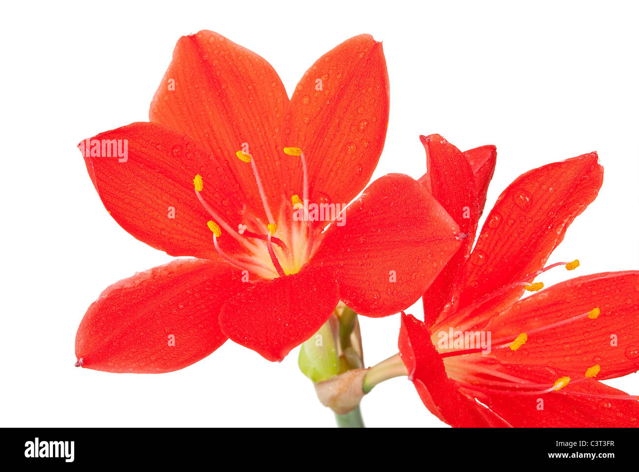 Drop flower hi-res stock photography and images - Alamy