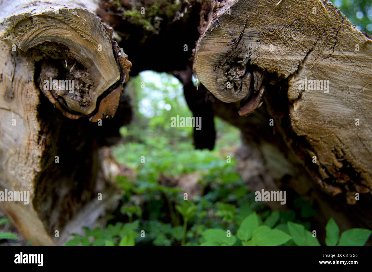 Trunk stem hi-res stock photography and images - Alamy