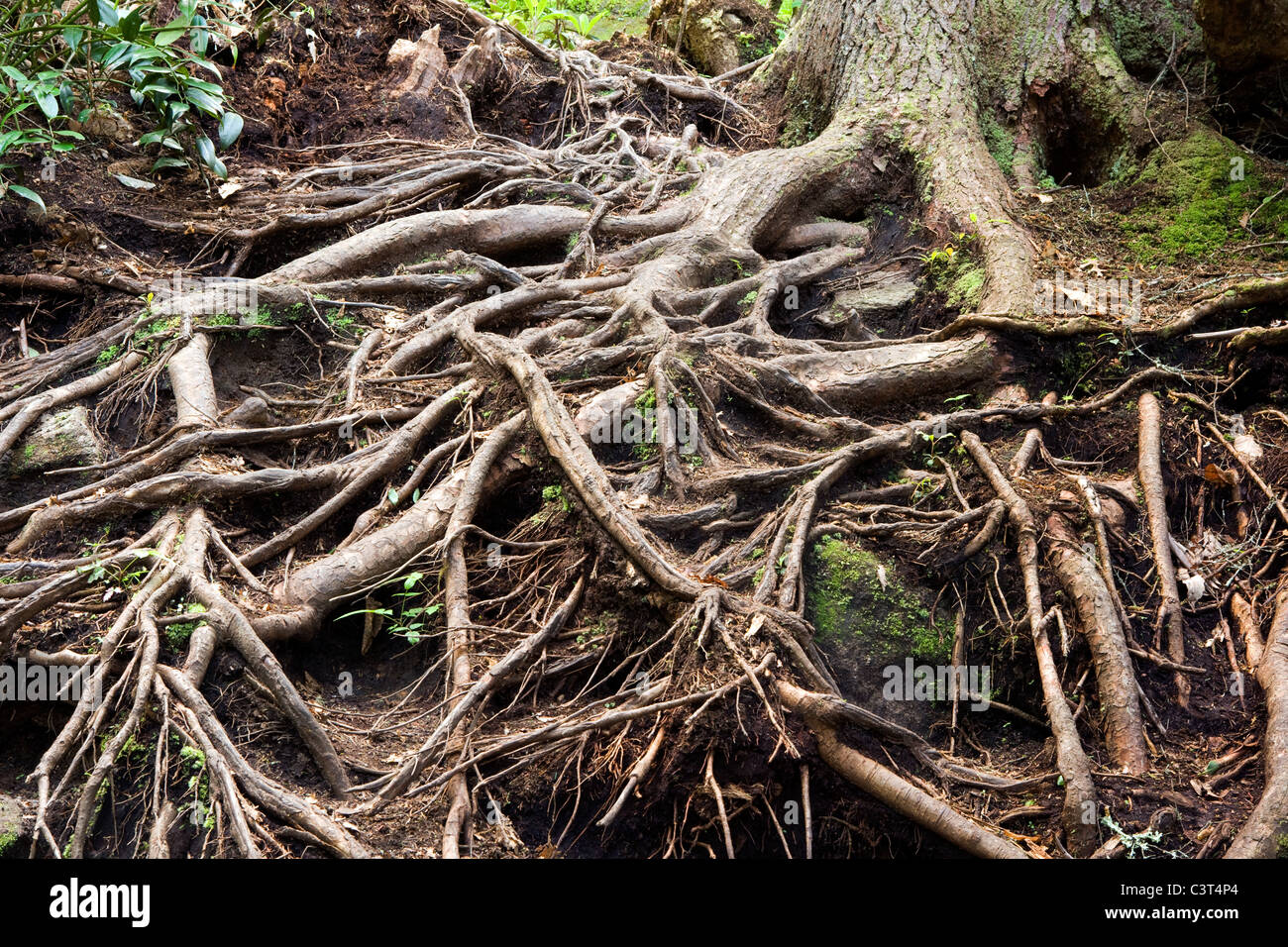 Tree root patterns - Pisgah National Forest - near Brevard, North ...