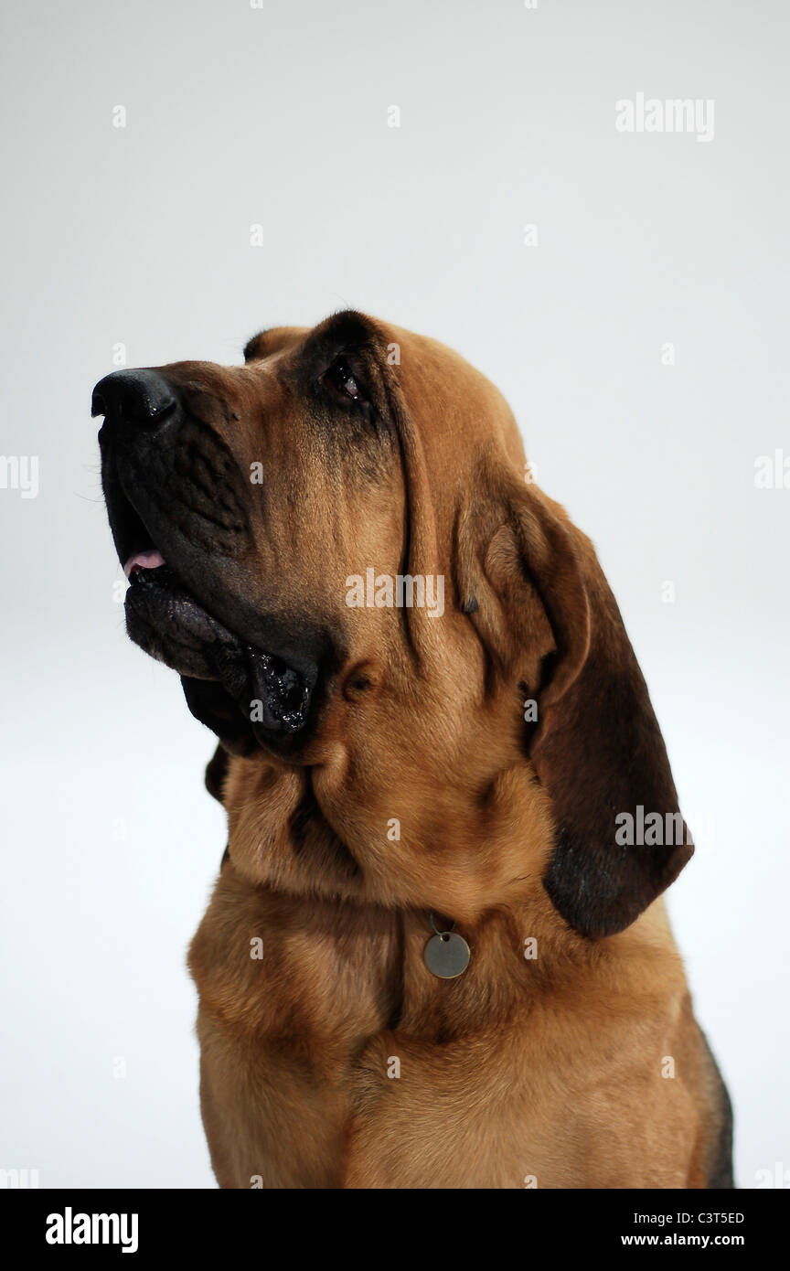 bloodhound in photography studio Stock Photo - Alamy