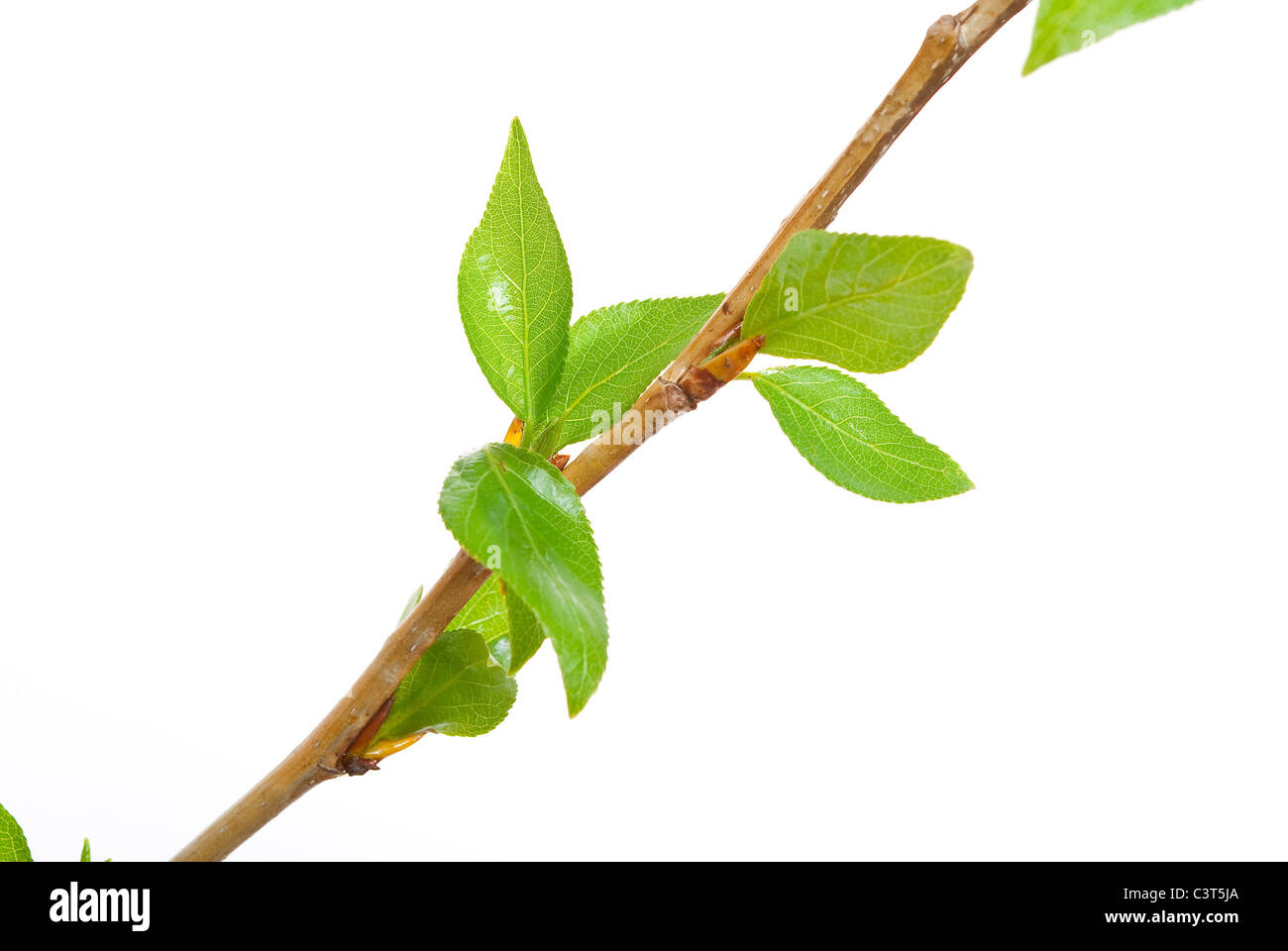 Branch aspen tree with spring buds isolated on white Stock Photo - Alamy