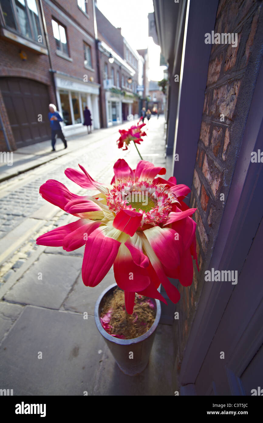 york, street, cobble street, flower pot, large flower, door way, door ...