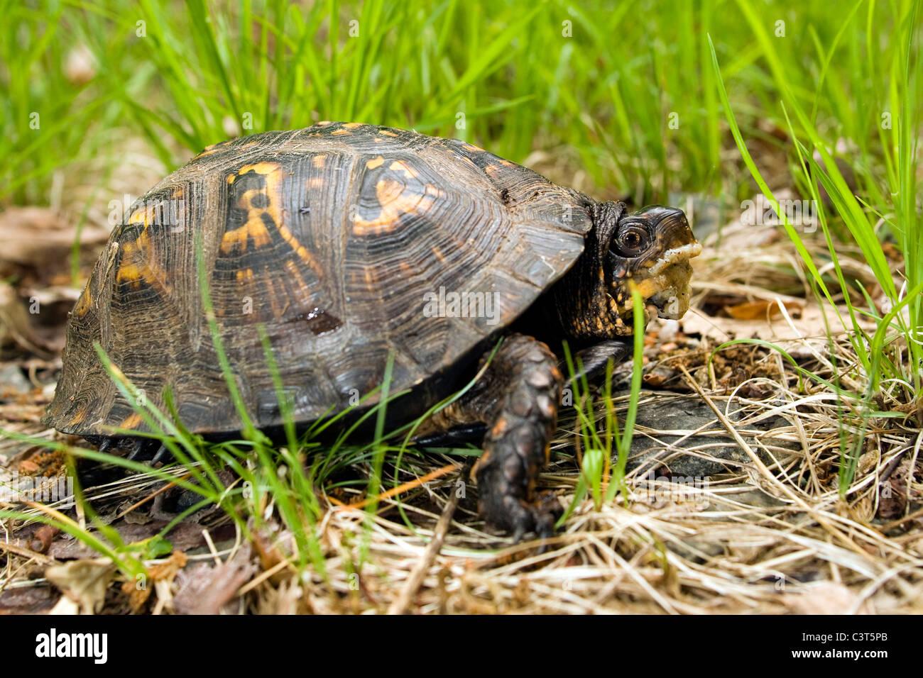 Hinge shelled turtles hi-res stock photography and images - Alamy