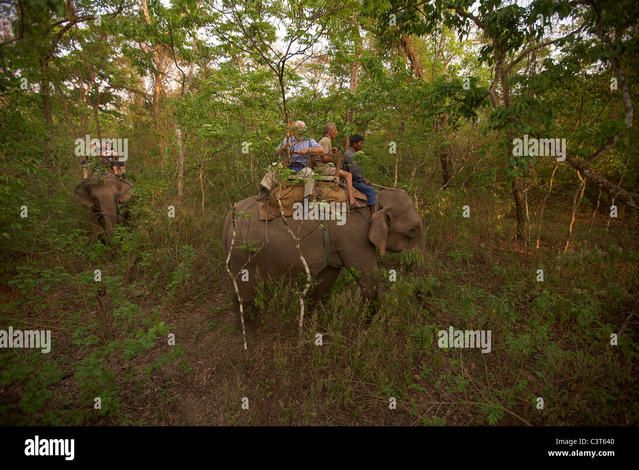 Tourists on elephant safari Chitwan National Park, Nepal Stock Photo ...