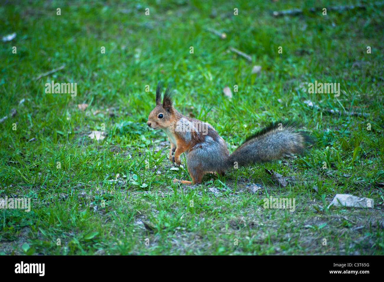 Eurasian red squirrel Stock Photo - Alamy