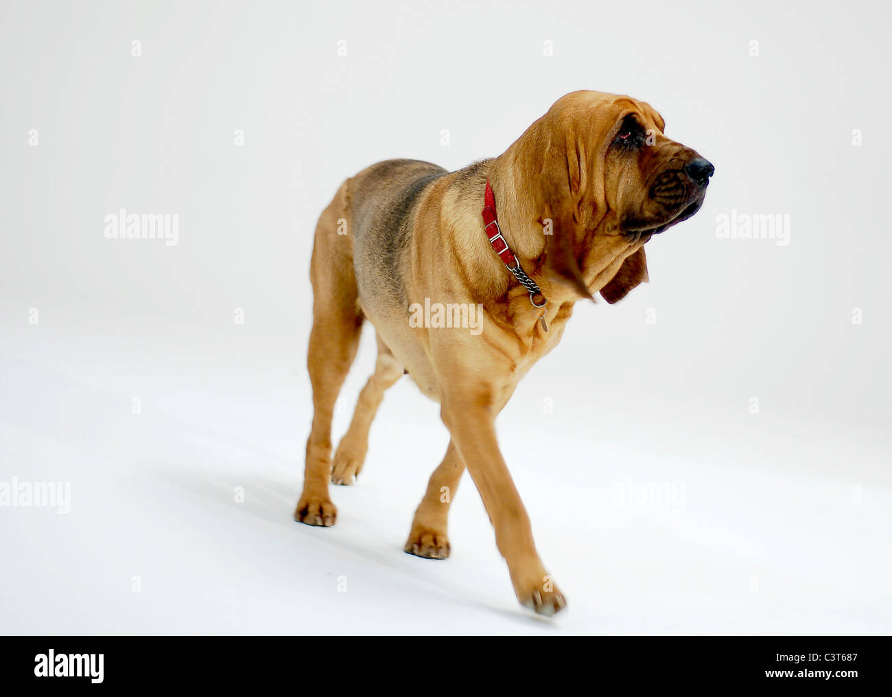 Bloodhound hi-res stock photography and images - Alamy