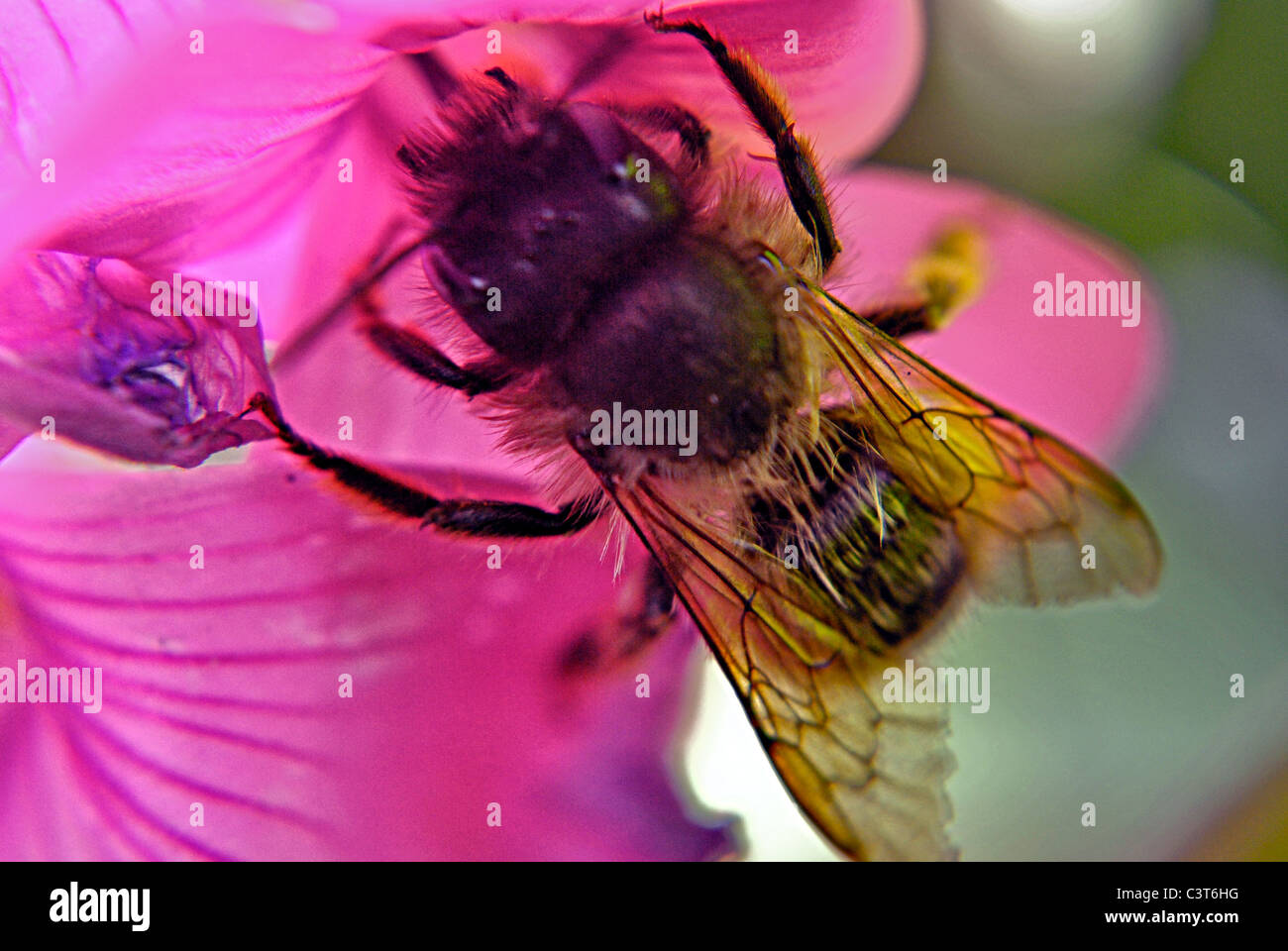 honey bee on shamrock Stock Photo - Alamy