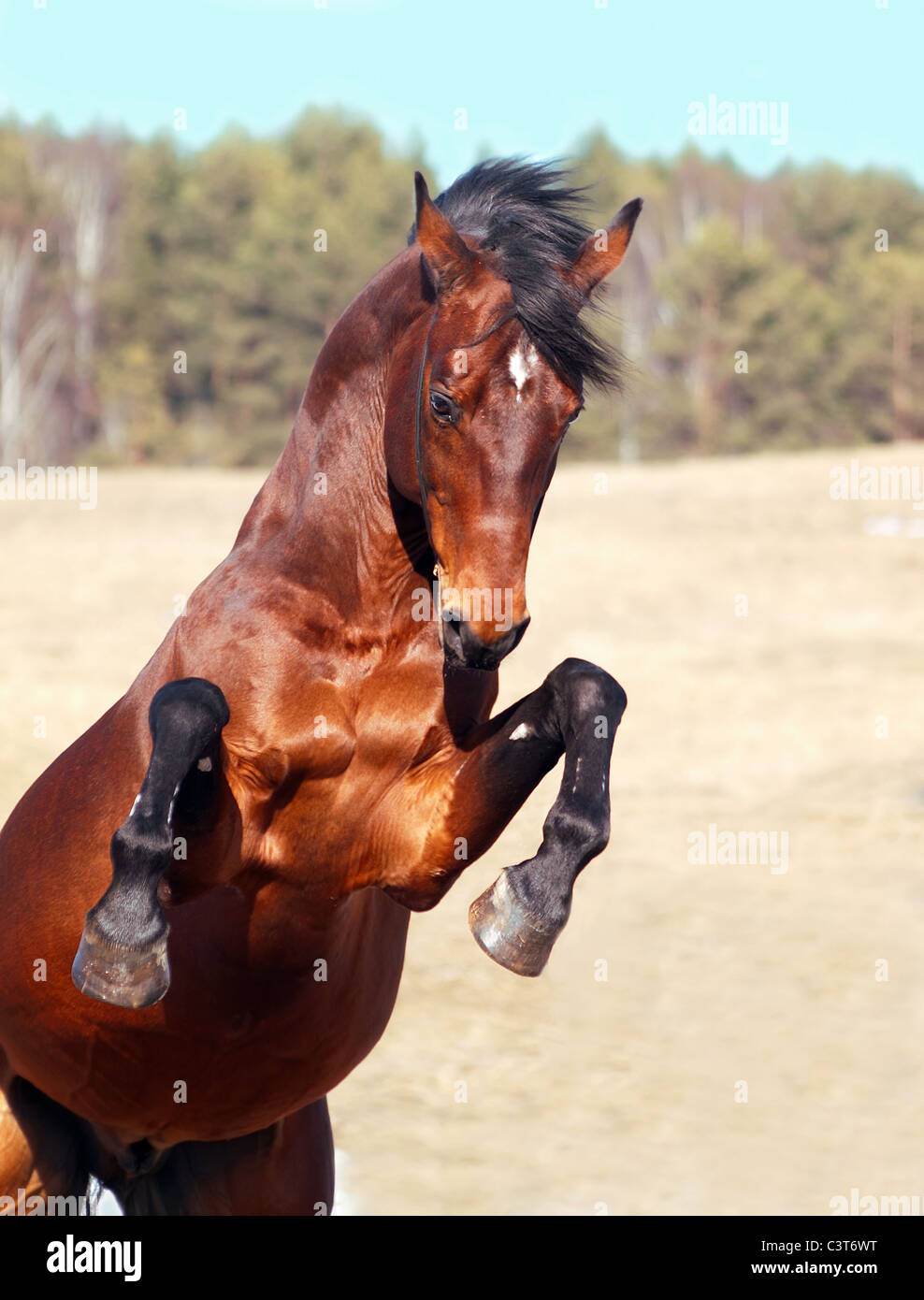 Outdoor rearing hi-res stock photography and images - Alamy