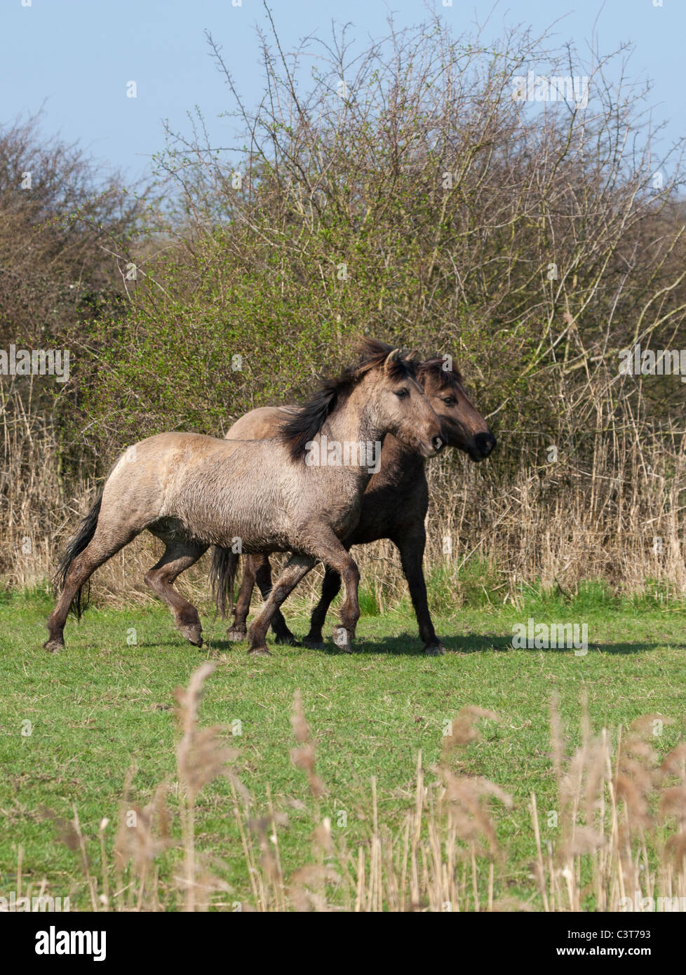 wild feral horses Konik animal Tarpan nature free Stock Photo - Alamy
