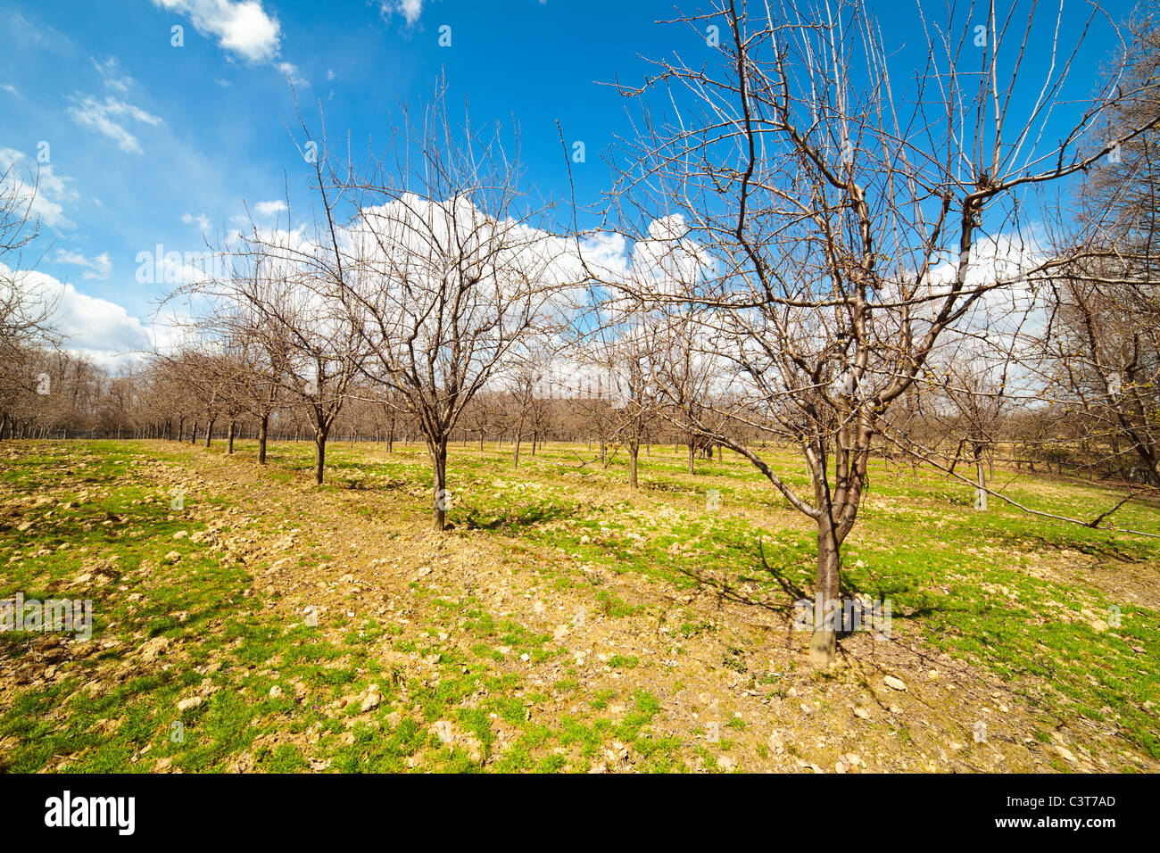 Orchard with apple trees in the spring, under blue sky Stock Photo - Alamy