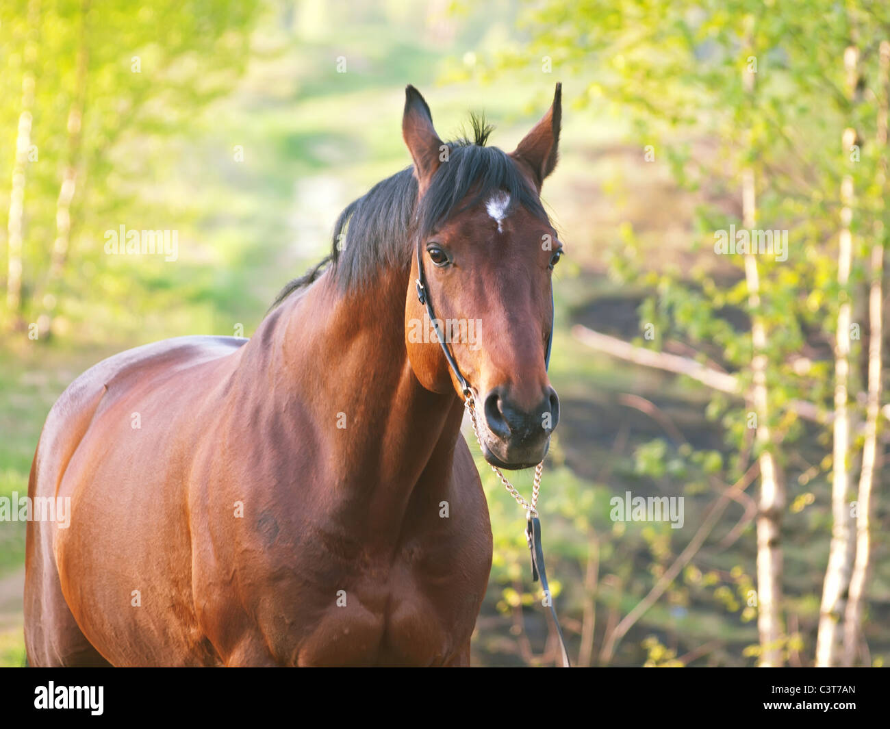 Horse Spring High Resolution Stock Photography and Images - Alamy