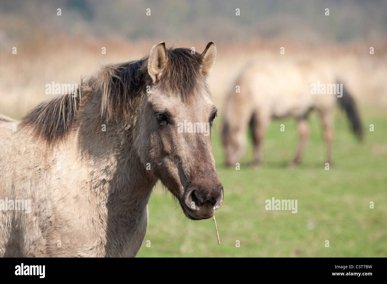 wild feral horses Konik animal Tarpan nature free Stock Photo - Alamy