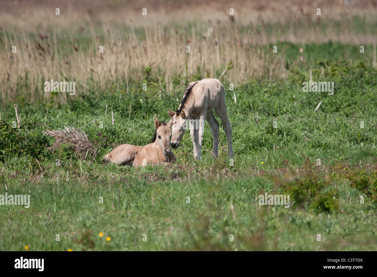 wild feral horses Konik animal Tarpan nature free Stock Photo - Alamy