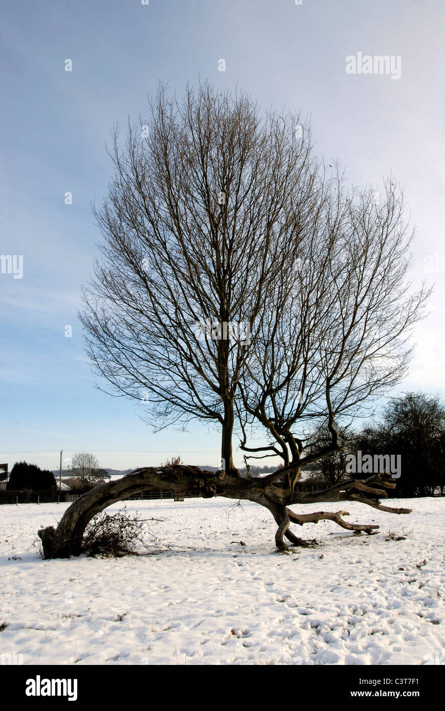 Tree growing from old stump hi-res stock photography and images - Alamy