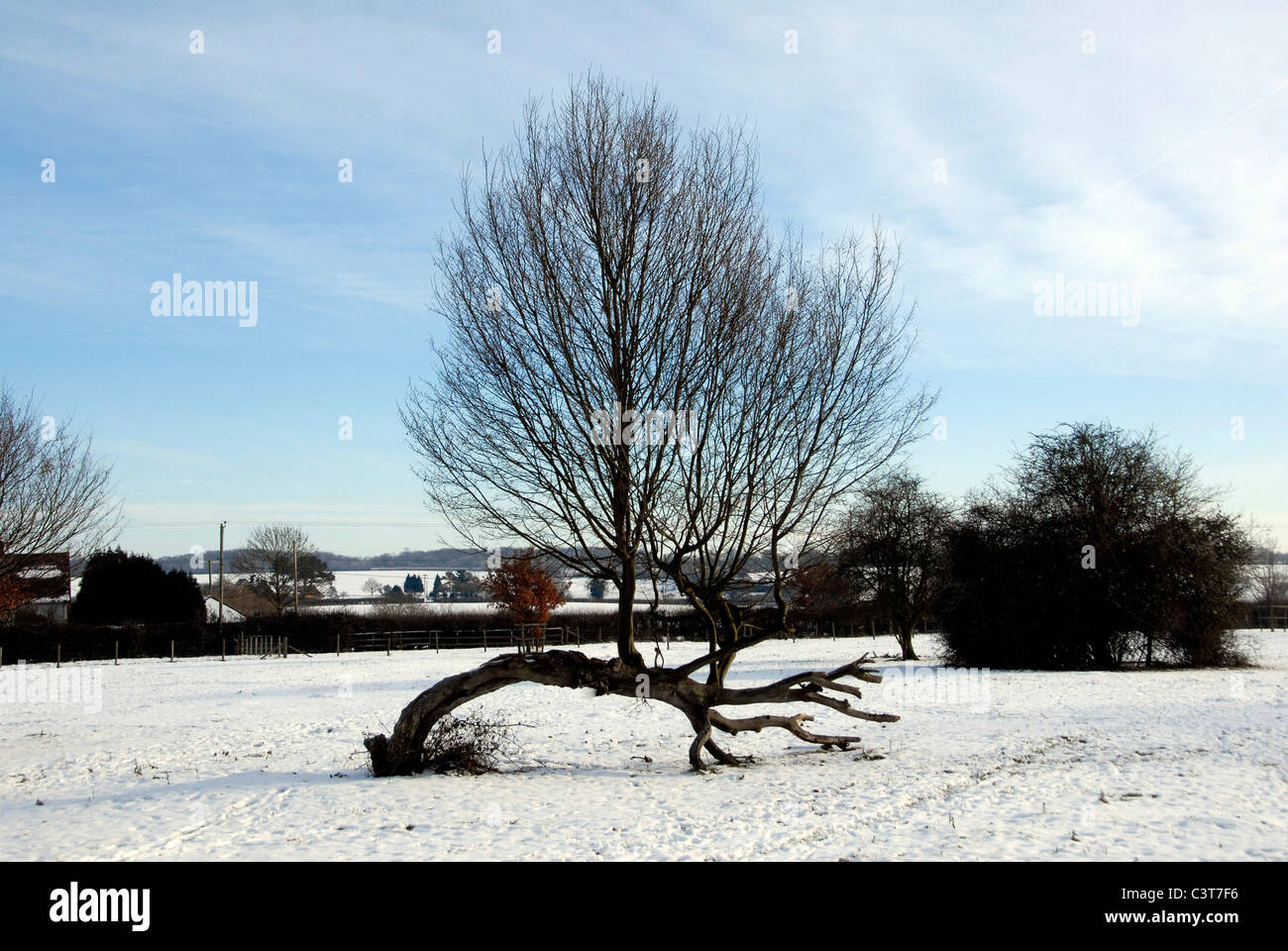 Tree growing from old stump hi-res stock photography and images - Alamy