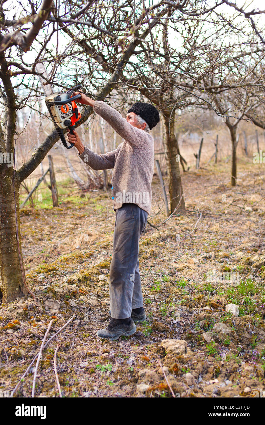 Portrait of a senior farmer trimming apple trees in an orchard Stock ...