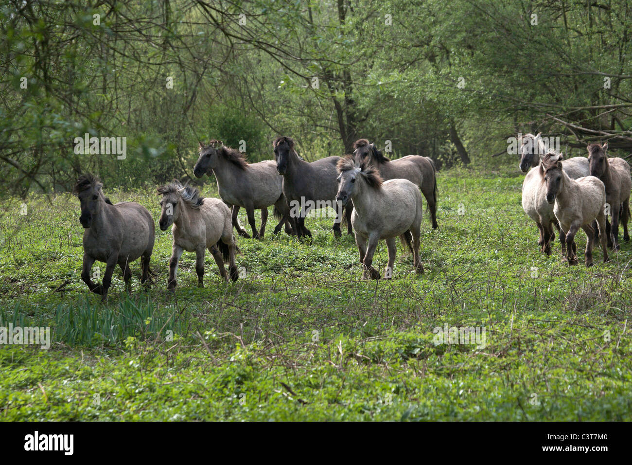 wild feral horses Konik animal Tarpan nature free Stock Photo - Alamy