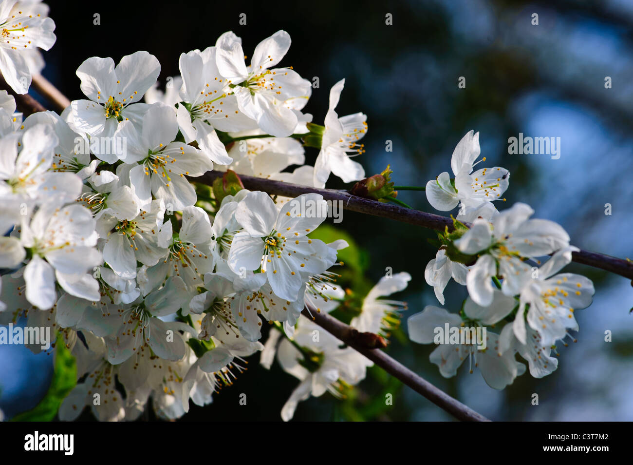 Cherry Blossom in Spring Stock Photo - Alamy
