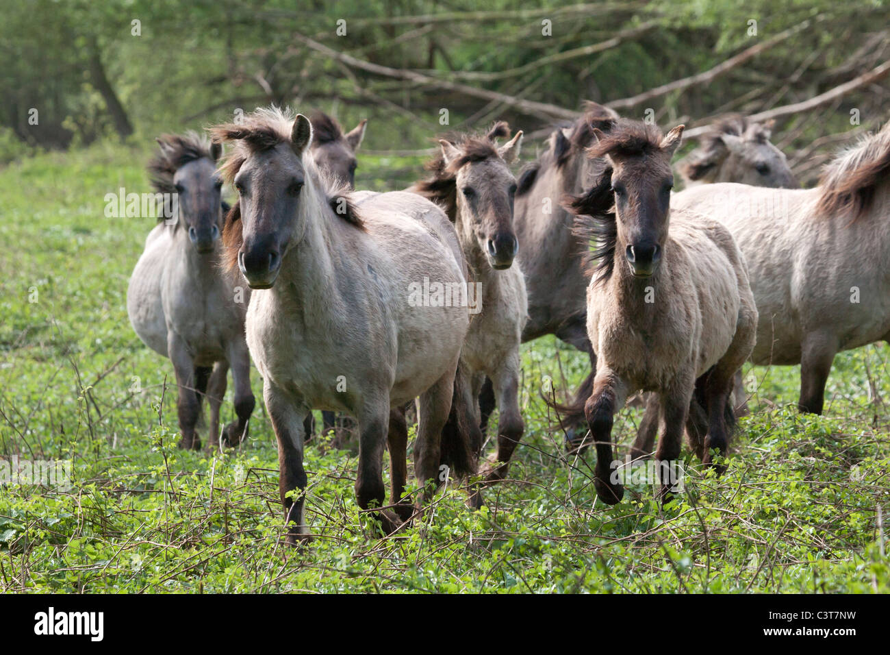 wild feral horses Konik animal Tarpan nature free Stock Photo - Alamy