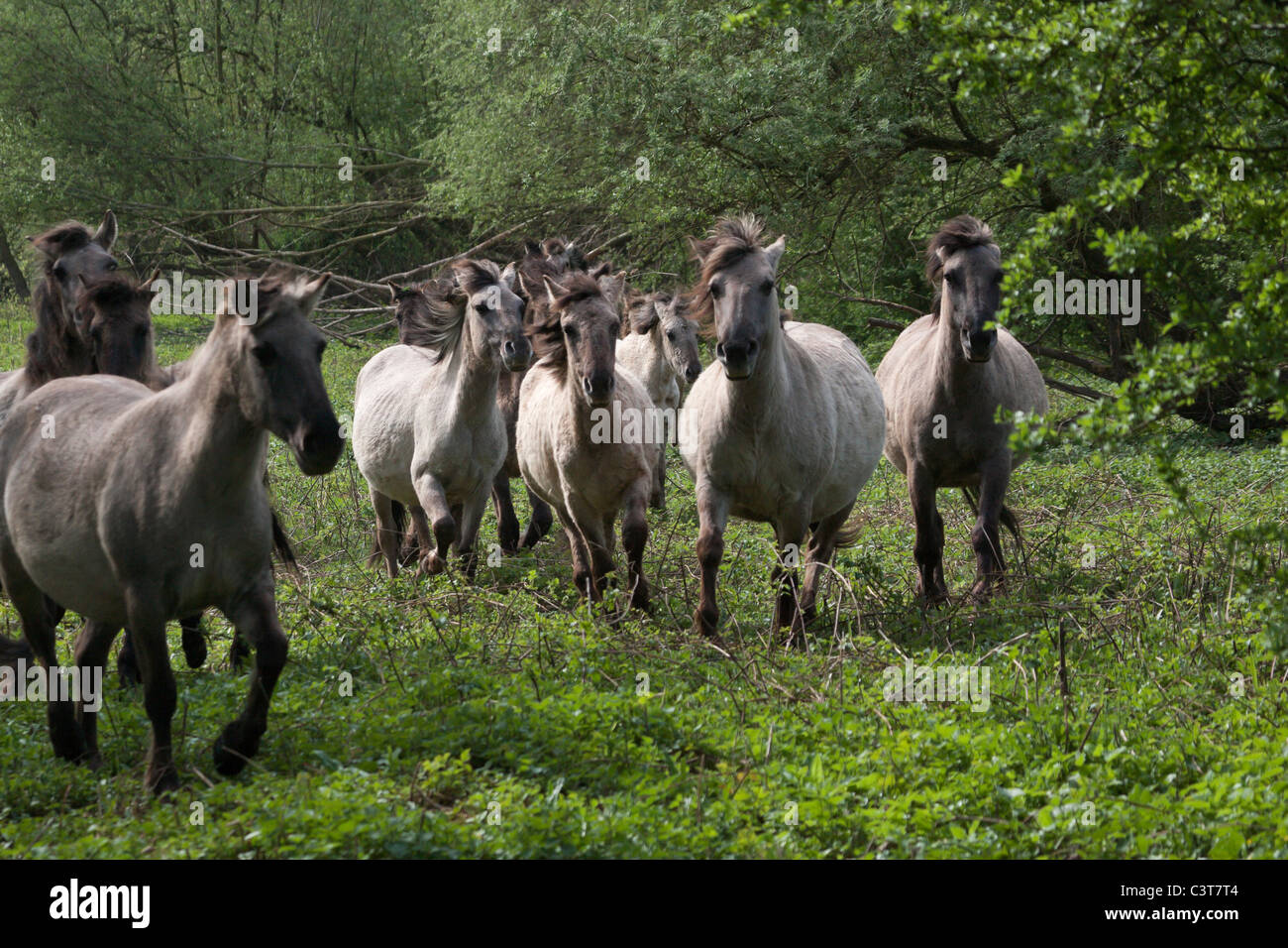 wild feral horses Konik animal Tarpan nature free Stock Photo - Alamy