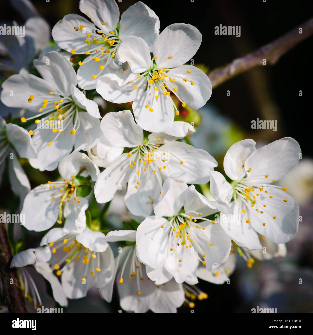 Cherry Blossom in Spring Stock Photo - Alamy